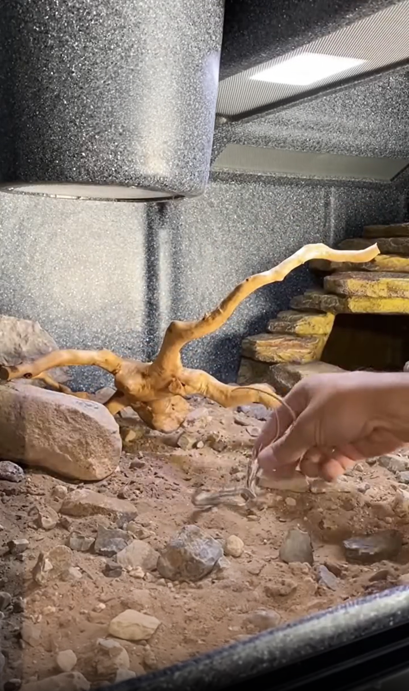 New Enclosure Set Up!