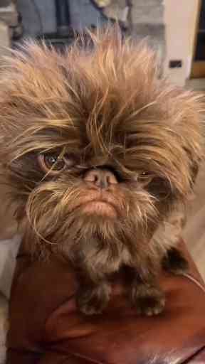 Moody Pup Alert: The Ultimate Grumpy Dog Look