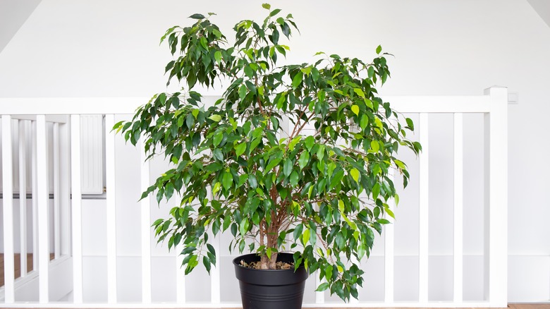 Fig Trees You Should Grow Indoors For A Touch Of Green In Your Space