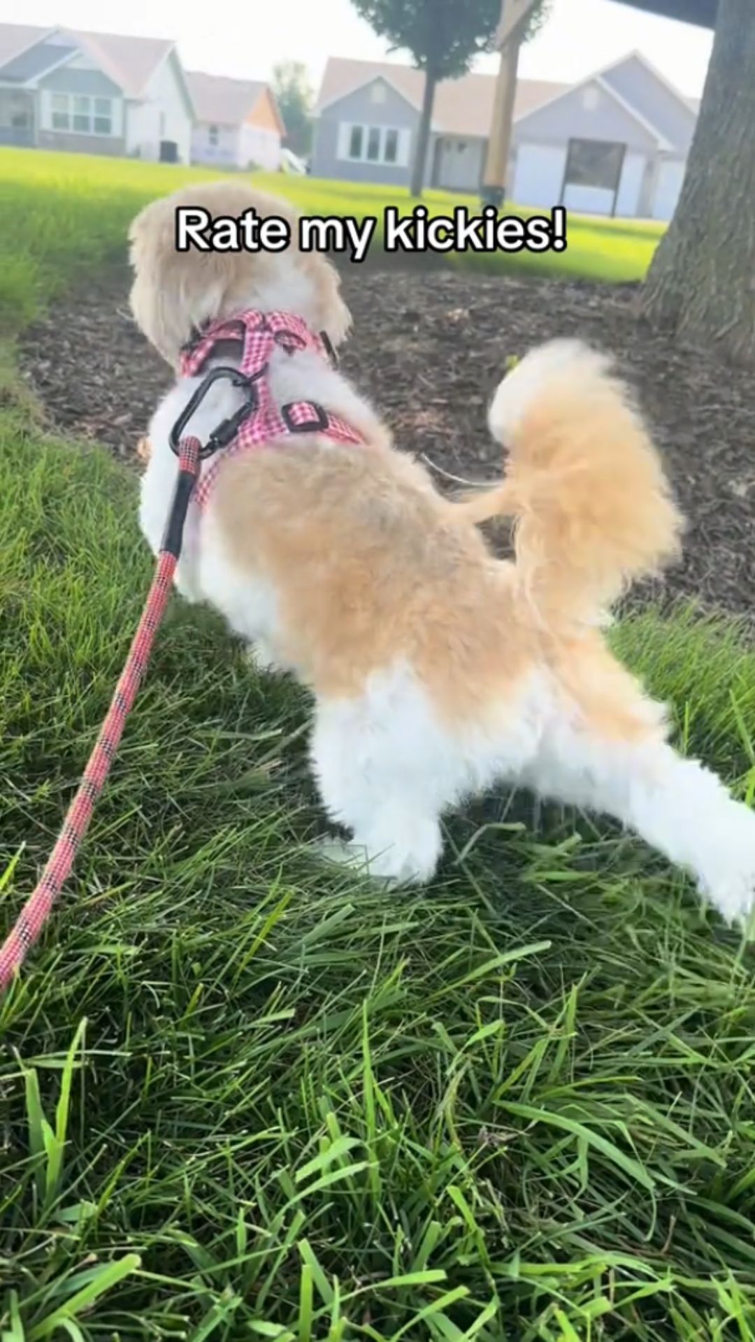 Rate My Post-Poop Strut — How Did I Do?
