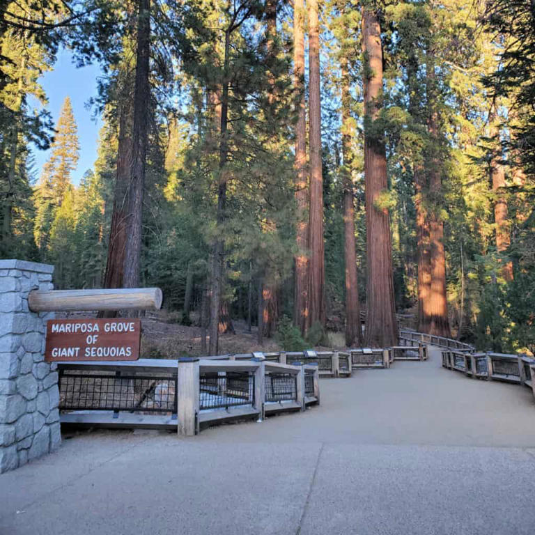 MARIPOSA GROVE OF GIANT SEQUOIAS - YOSEMITE NATIONAL PARK