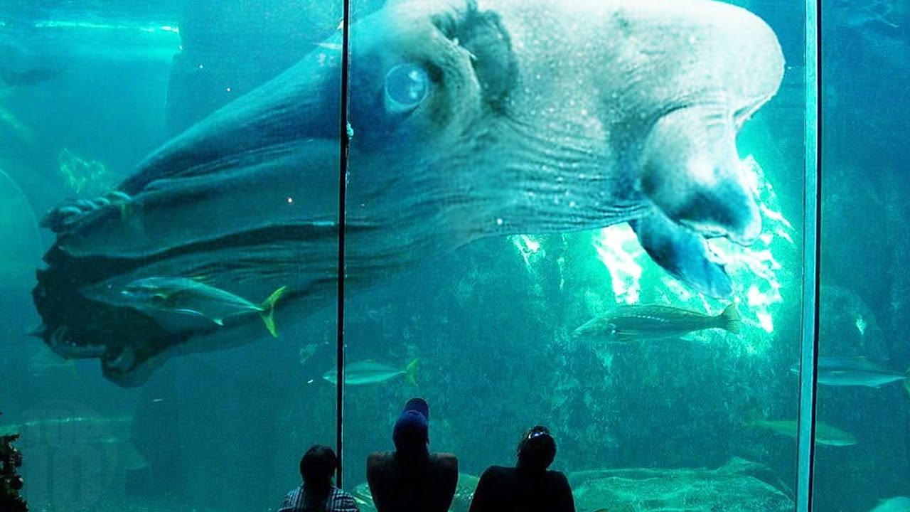 10 Rare Animals That Shouldn’t Exist But Do