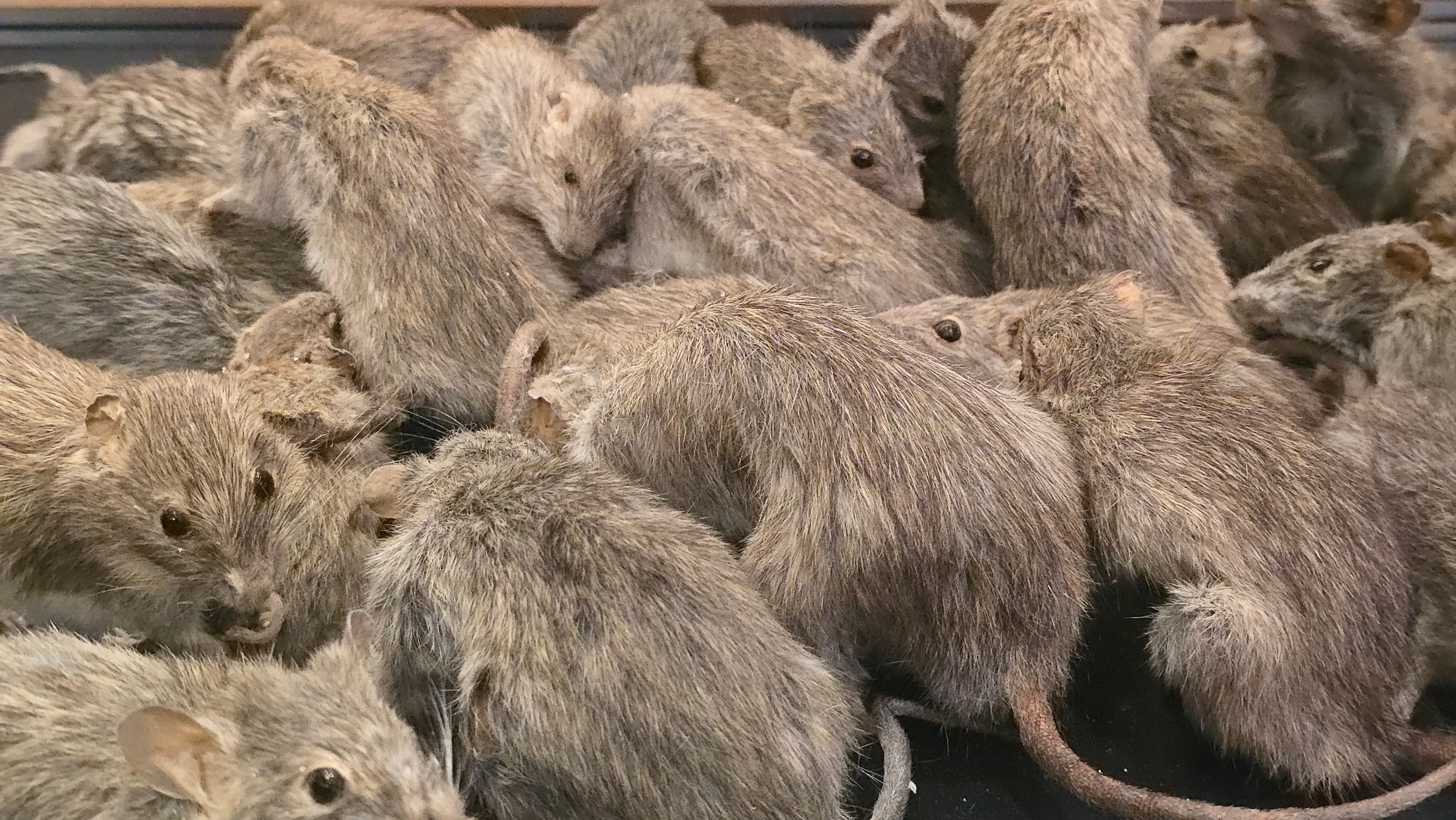 Cincinnati should rethink how it manages the city's rat problem | Opinion
