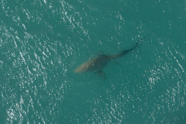 1,400+ pound great white shark spotted near NC coast