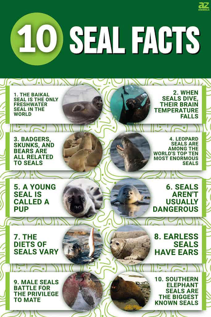 As North American Seal Populations Rebound, We’re Celebrating 10 ...