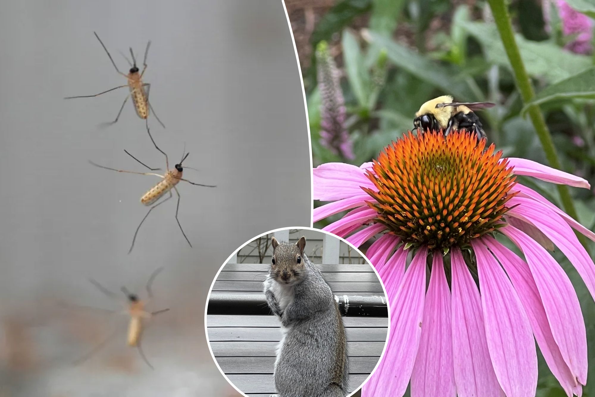 How to keep pests out—without using cruel traps or harming the environment