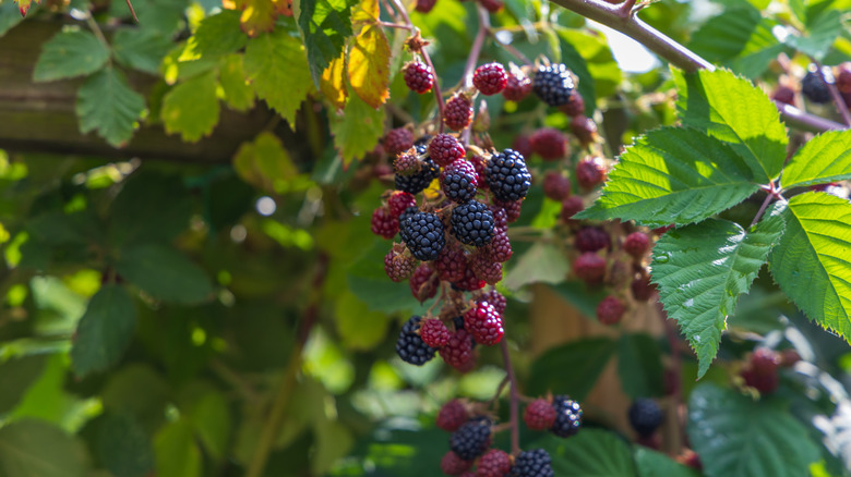 The Difference Between Black Raspberries And Blackberries