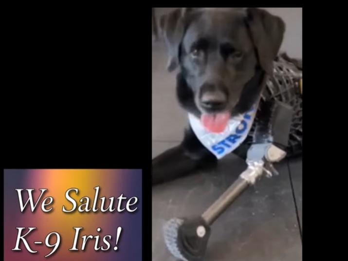 Trendsetting K-9 Dog Retires From FBI After Lifetime Of Service