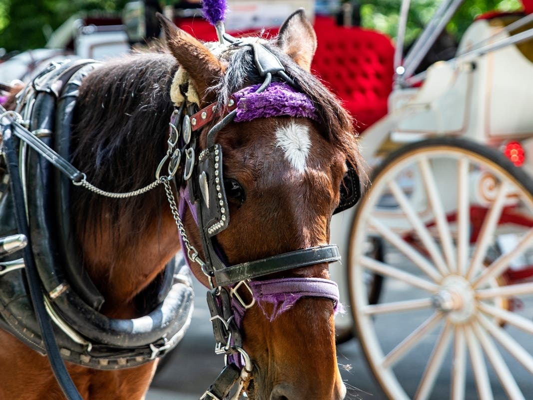 Carriage Horse’s Death Sparks NYC Rally