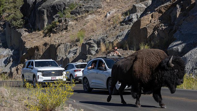 Man taunts bison at Yellowstone National Park