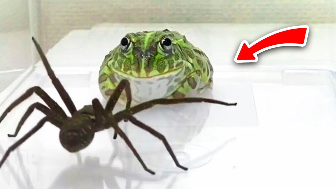 Meet the World’s 11 Deadliest Spiders and Their Lethal Bites