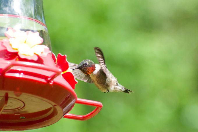 Keep Feeders up for Late Migrating Fall Hummingbirds