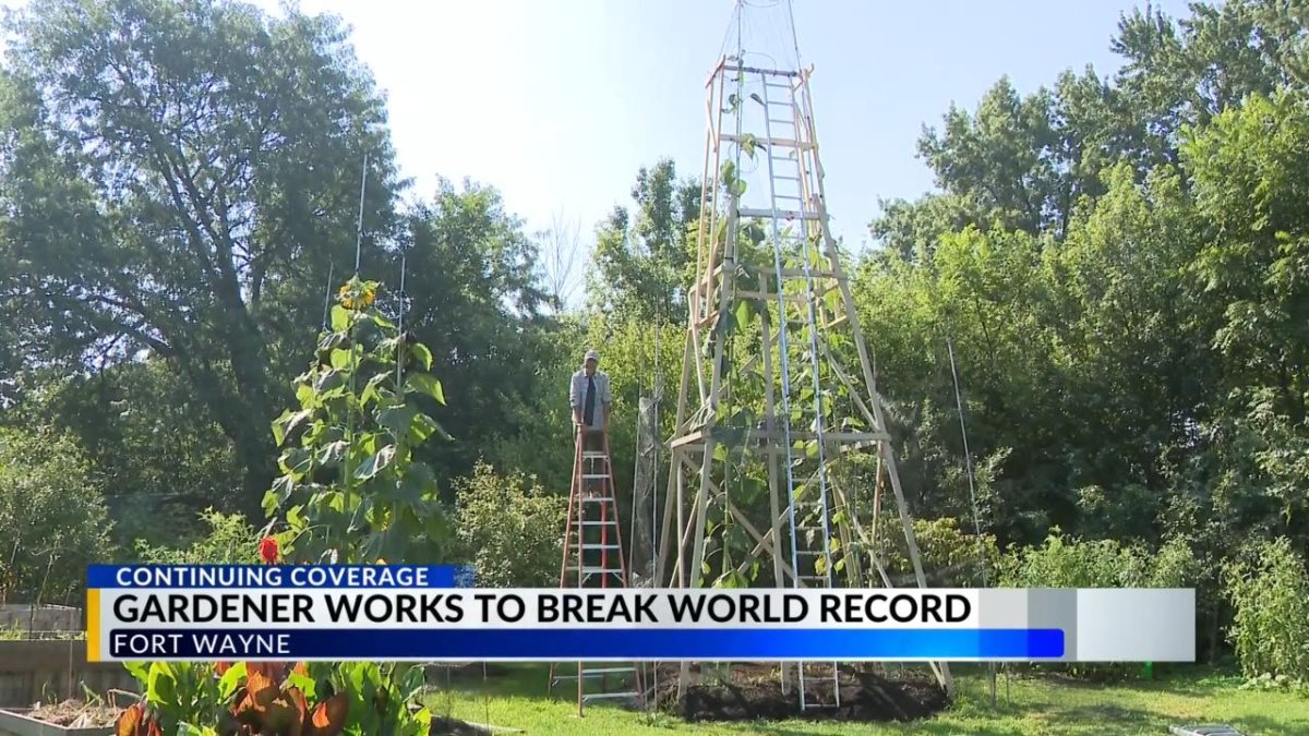 Watch: Indiana man's giant sunflower plant approaching world record