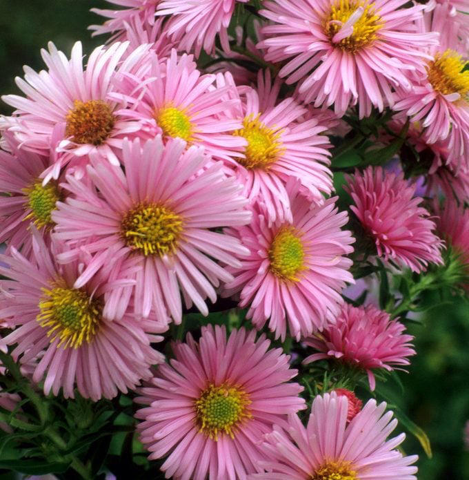 The complete aster flower guide: Late-season stars