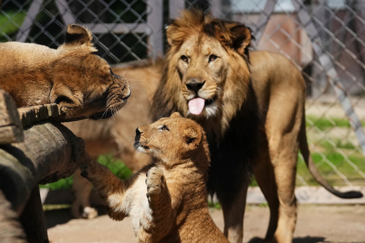 Zoo welcomes four new rare Barbary lion cubs whose population is ...