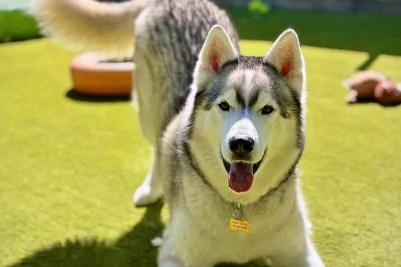 'Goofy' Siberian Husky at Dogs Trust seeks loving home in Sussex