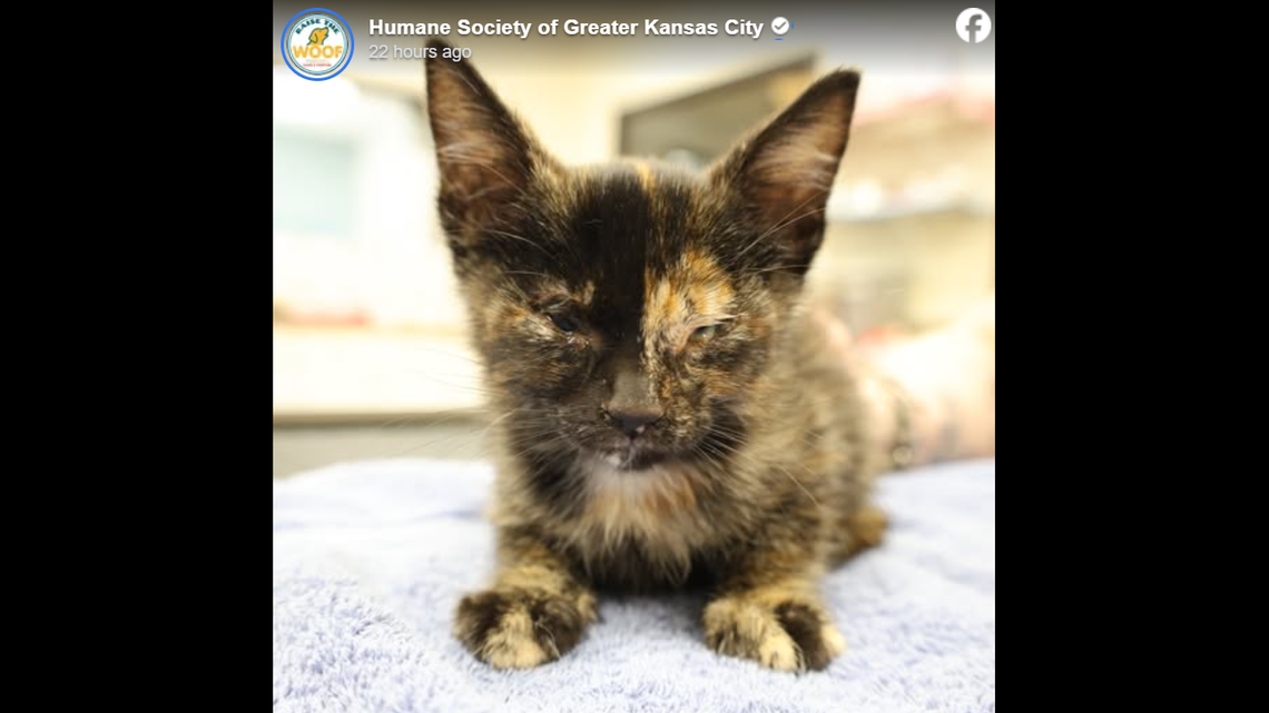 ‘Gentleman hero' saved suffering kitten in KC. Then he had a tear ...