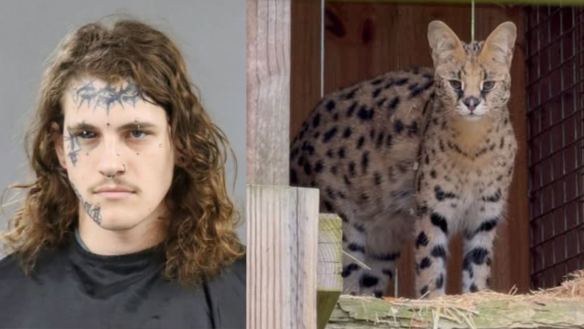 Deputies looking for exotic African cat stolen from Upstate animal ...