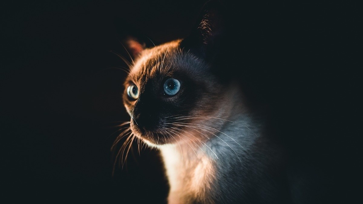 8 cosas que haces sin saber y que tu gato interpreta como amor