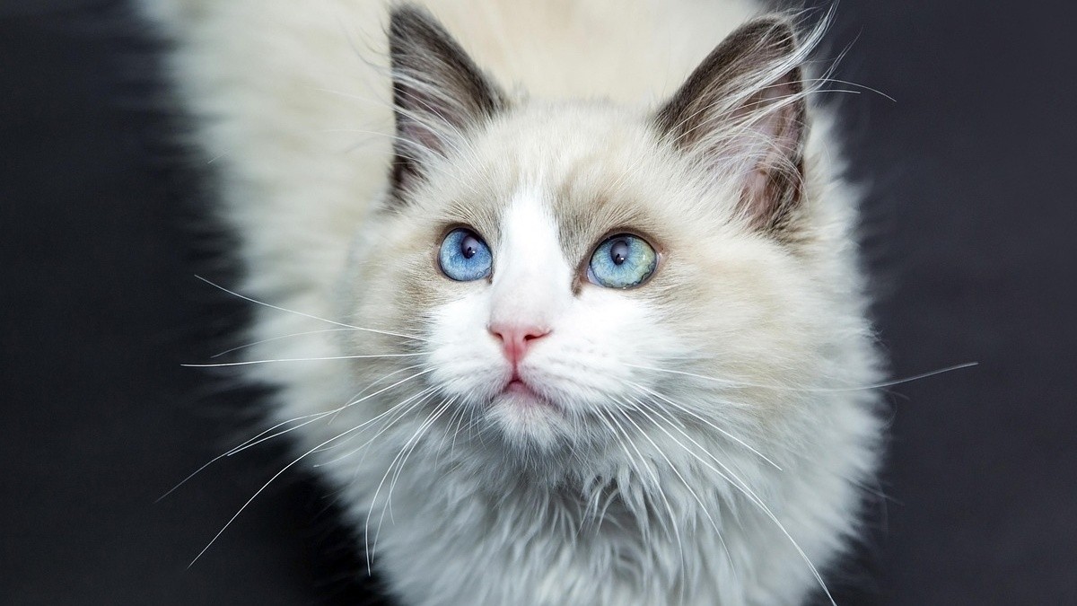 10 olores que tu gato odia y que probablemente están en tu casa sin que ...