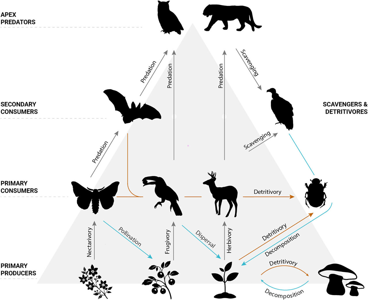 Protect biodiversity 'processes,' not just pandas and polar bears, say ...
