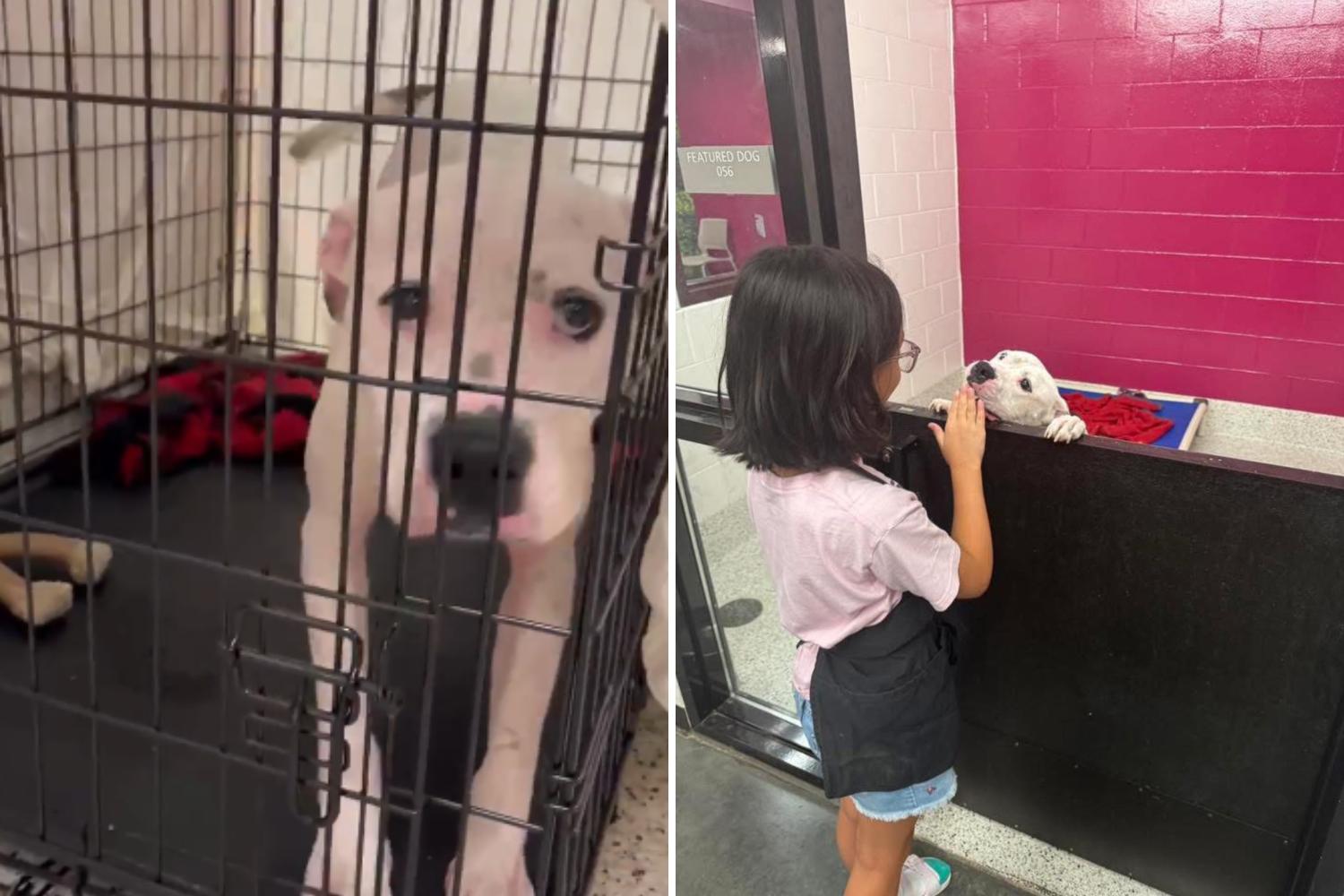 Little girl won't leave shelter dog facing euthanasia "until she's safe"
