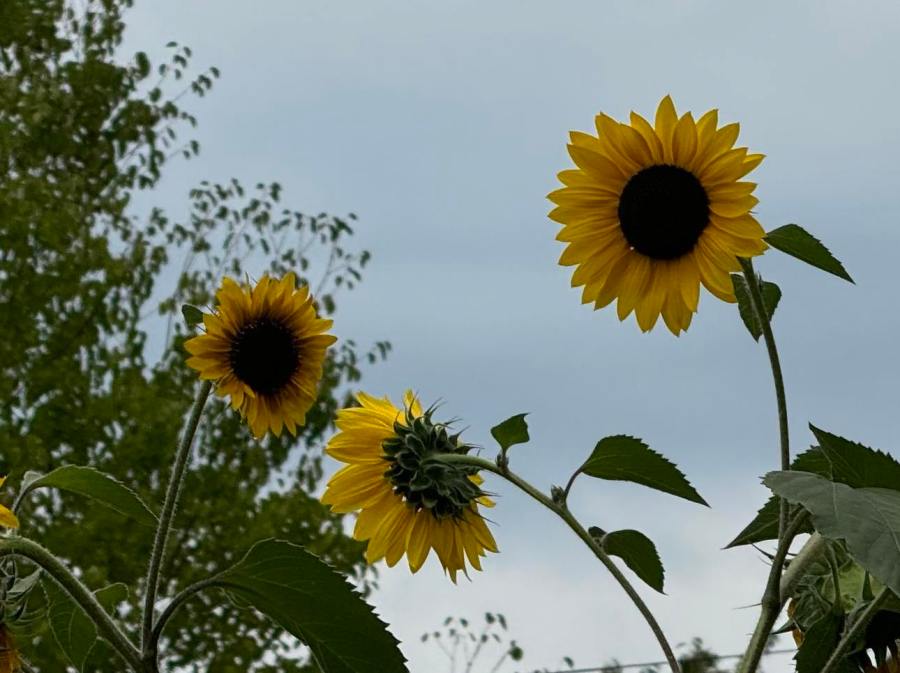 Kohr Explores: Lee Farms Sunflower Festival shines in August