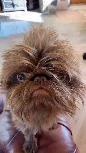Smile for the Camera! A Grumpy Dog’s Big Moment
