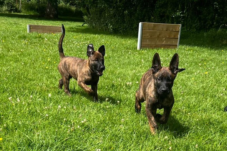 Meet the adorable new recruits as Scotland's trainee police dogs take ...