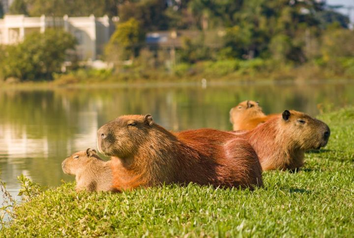 Meet The Wild Animals That Are Famous For Being Gentle And Kind