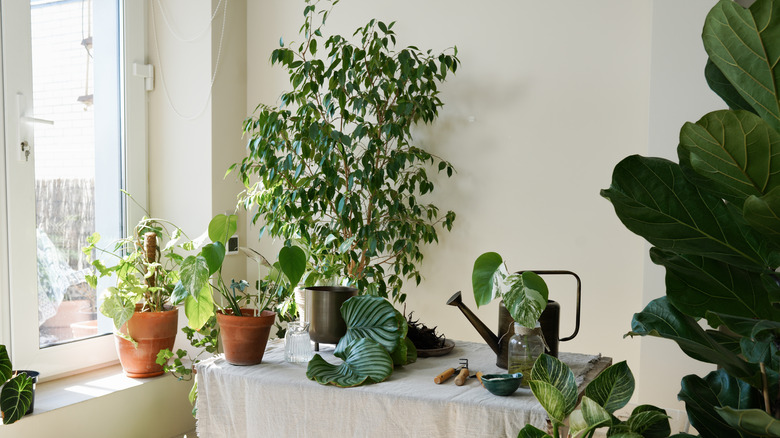 Fig Trees You Should Grow Indoors For A Touch Of Green In Your Space
