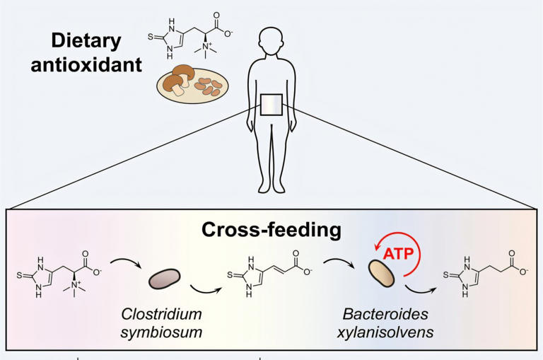 Mushroom-derived molecule drives microbial chemistry linked to ...