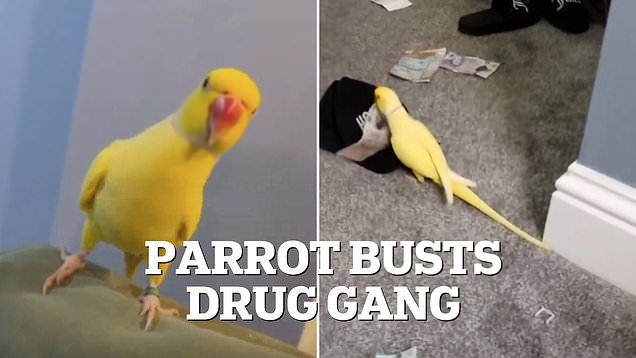 Parrot helps bust drug gang after repeating phrases taught by dealers