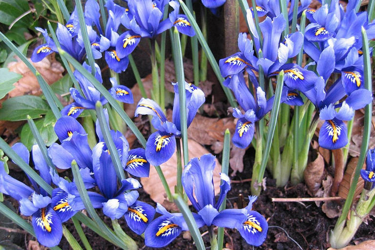 Guía completa para cultivar la flor de iris: cuidados, variedades y ...