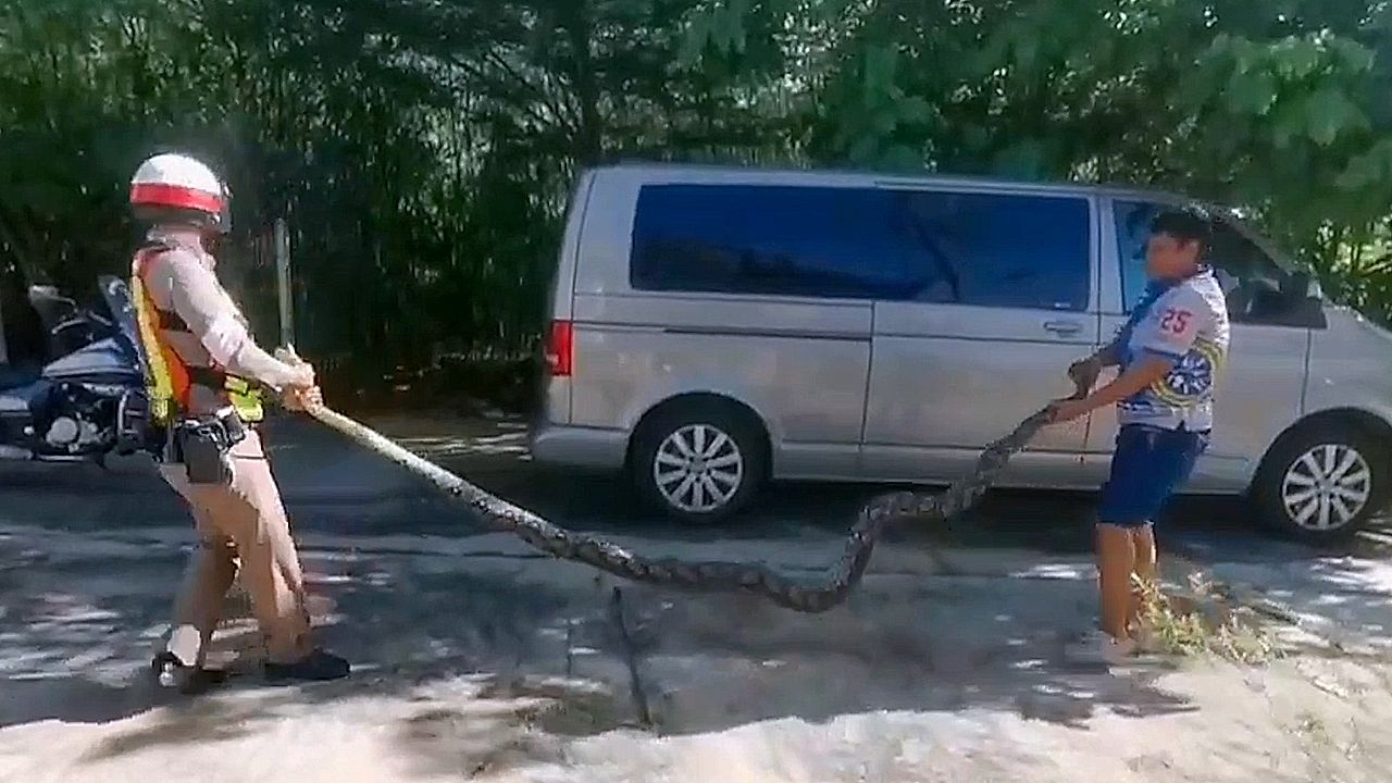 Family in Thailand find gigantic 17ft python hunting their cats in ...