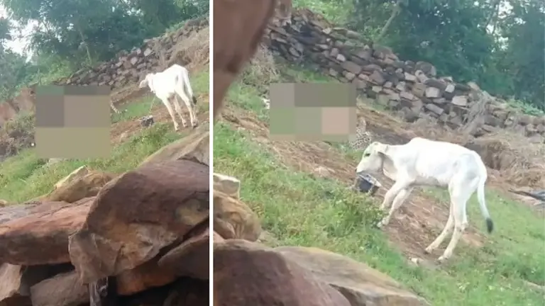 VIDEO: Cheetah Gamini, Her Cub Flees Kuno Boundaries; Hunt A Calf At ...