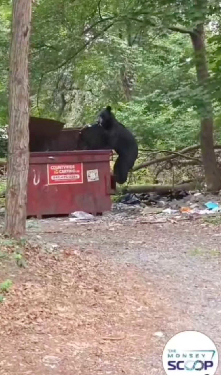 VIDEO: Bear Caught Digging Through Dumpster On Rockland County Street
