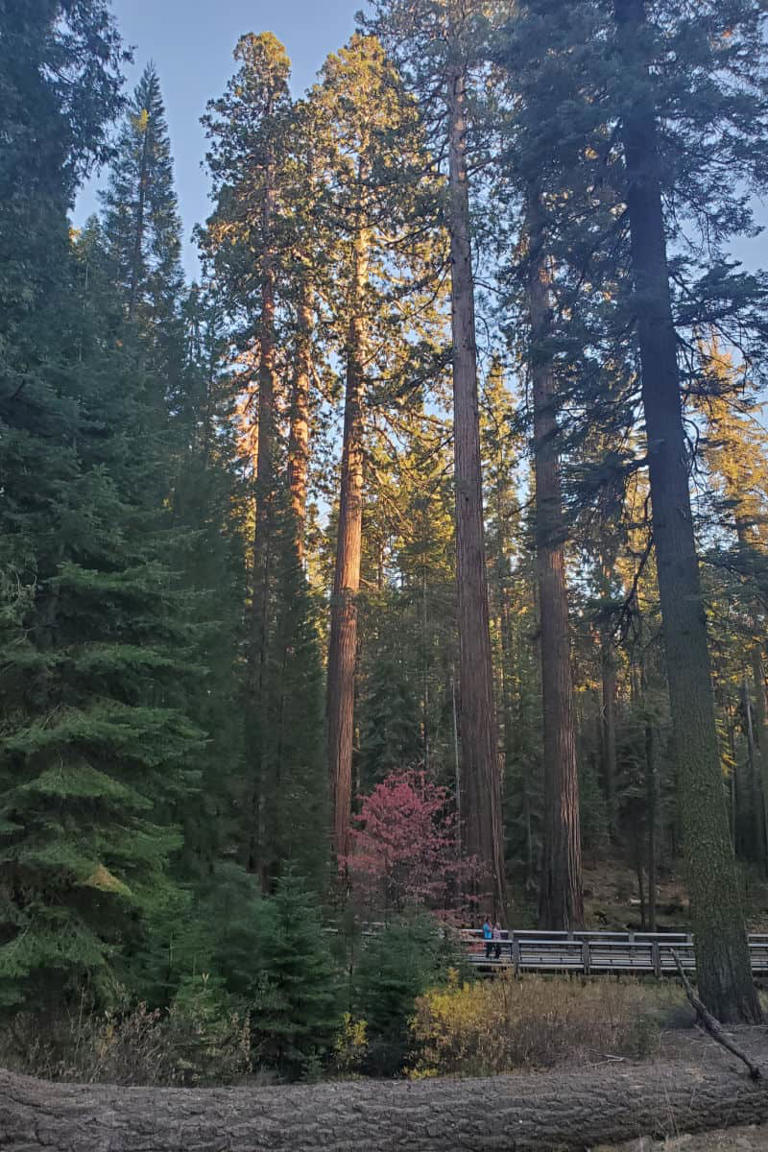 MARIPOSA GROVE OF GIANT SEQUOIAS - YOSEMITE NATIONAL PARK