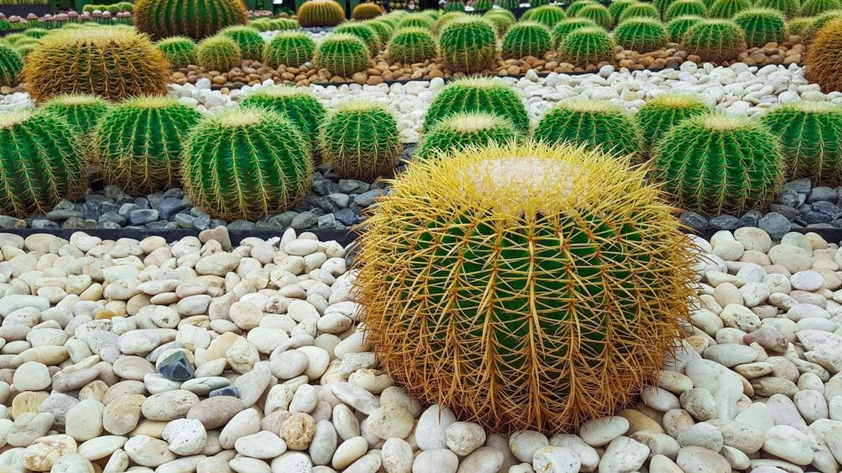 Cultivo y Cuidado del Cactus Erizo (Echinocactus grusonii) y Echinopsis ...