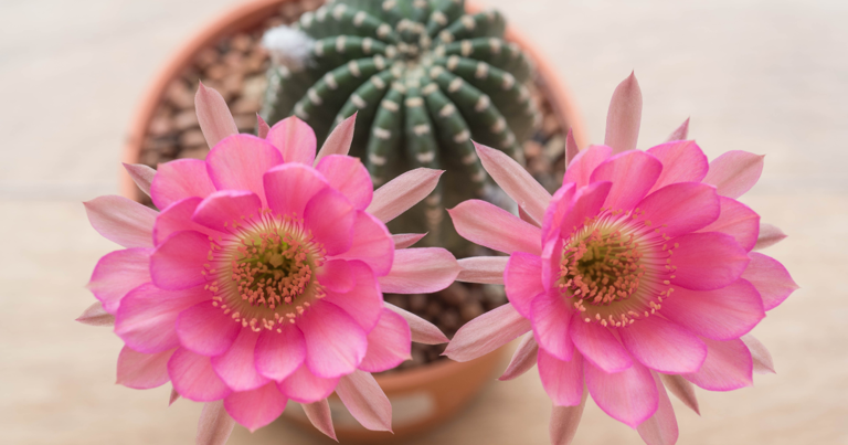 Cultivo y Cuidado del Cactus Erizo (Echinocactus grusonii) y Echinopsis ...