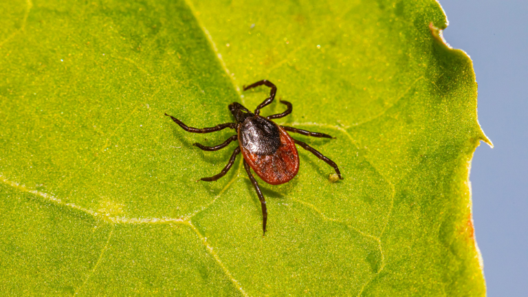 Infant In Massachusetts Fights For Her Life After Rare Tick Bite: What ...