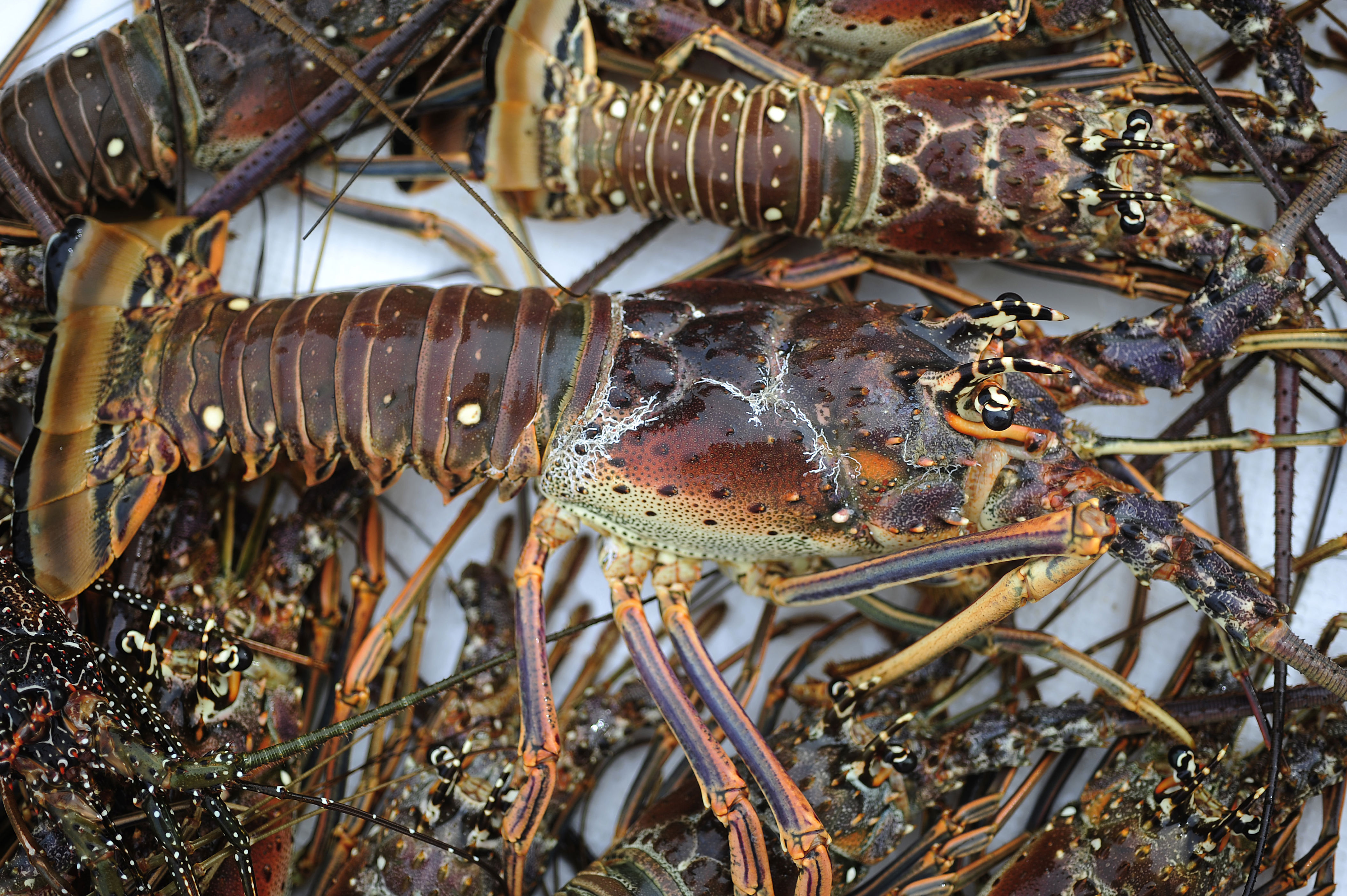 Regular season for spiny lobster starts today in Florida. Here's what ...