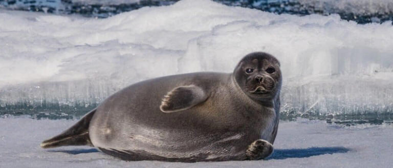 As North American Seal Populations Rebound, We’re Celebrating 10 ...