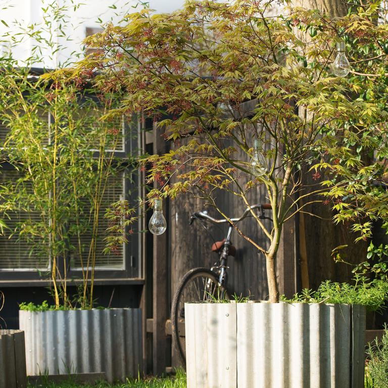 3 reasons you should plant a tree this winter – all of the best benefits