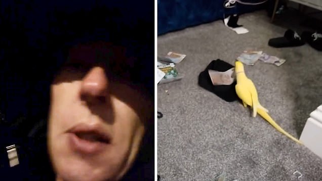 Talking parrot helps bring down Blackpool gang by repeating drug ...