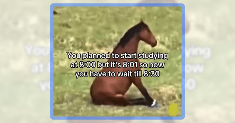 30+ Feel-Good Animal Funnies for Master Memers Trying to Get Through ...