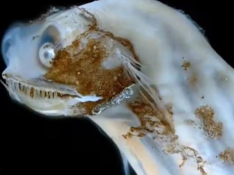 Así es el pez telescopio que vive en las profundidades del mar: ¿existe ...