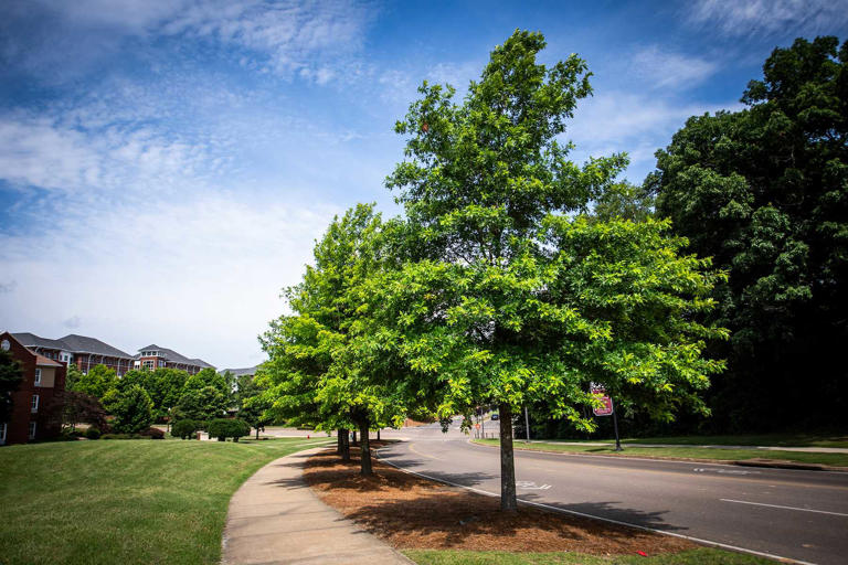 MSU campus featuring thousands of trees, project years in the making