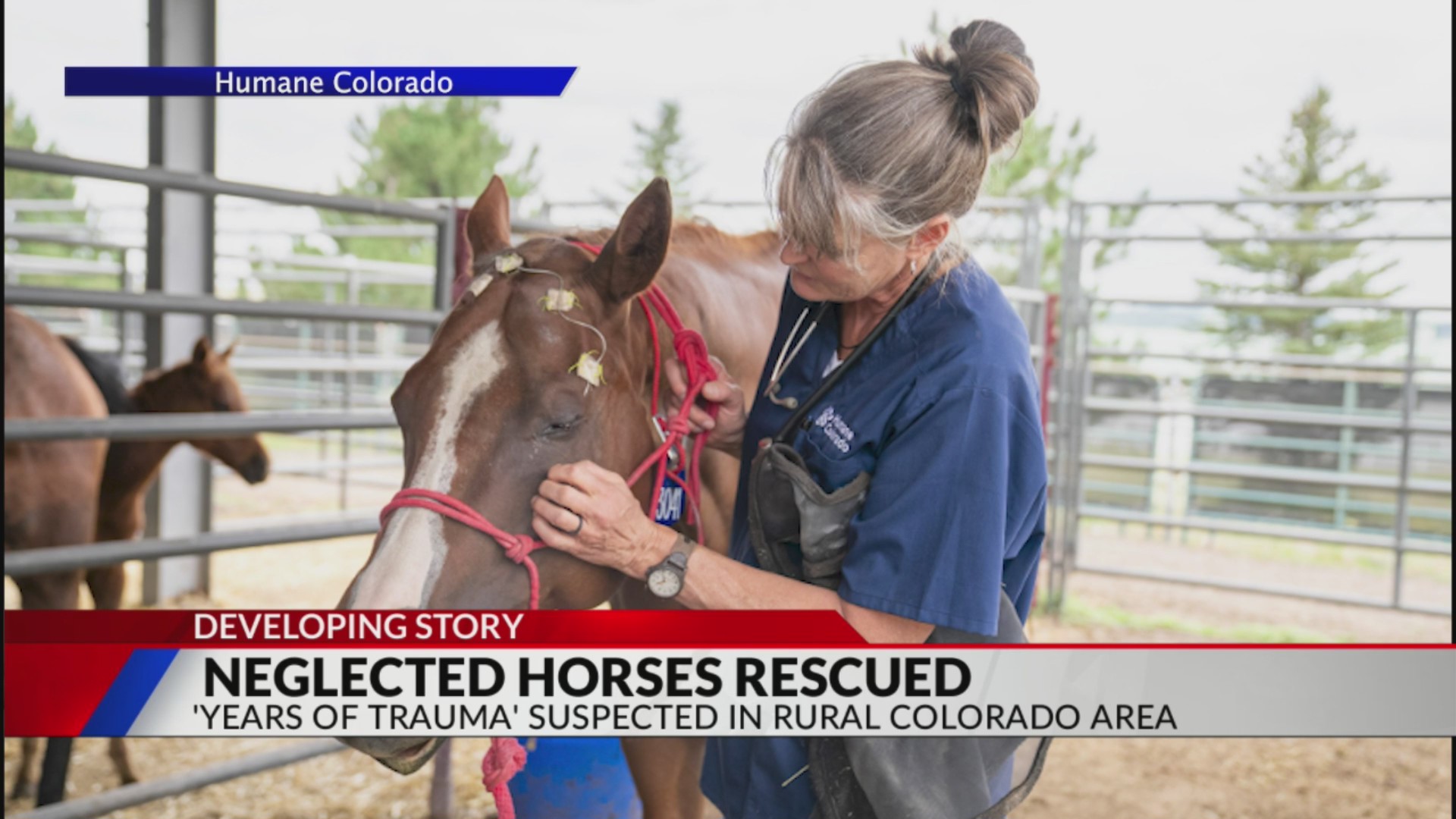 Over 70 neglected horses with 'years of trauma' rescued from rural Colorado
