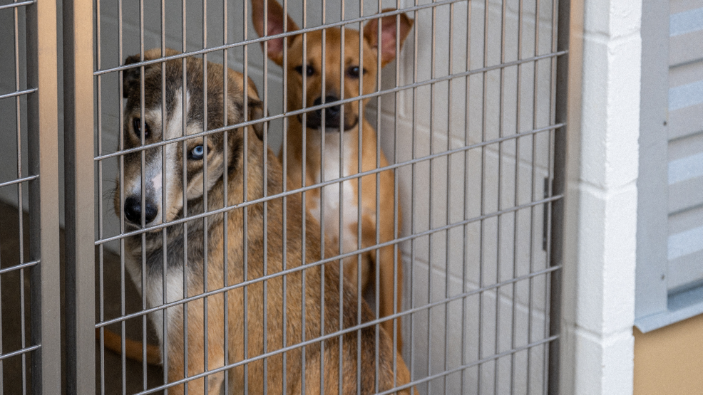 Tulsa Animal Welfare takes part in Clear the Shelters event